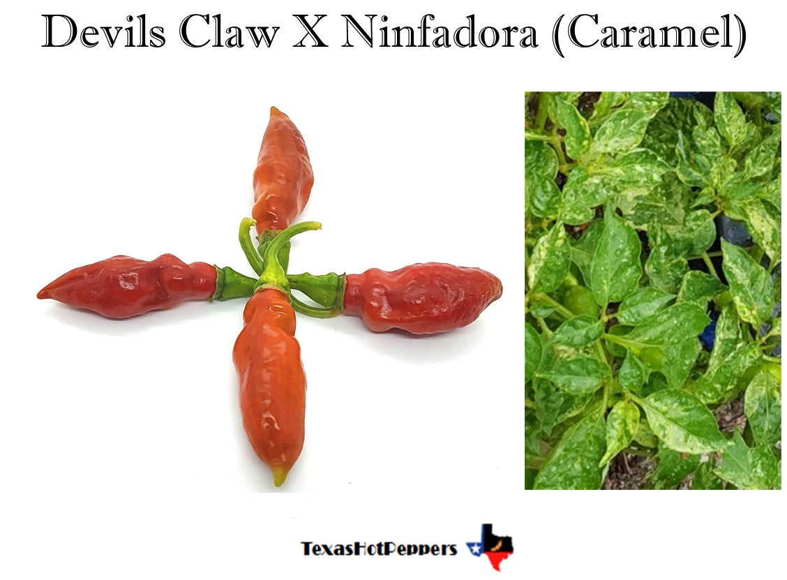 Devils Claw X Ninfadora (Caramel) – Texas Hot Peppers