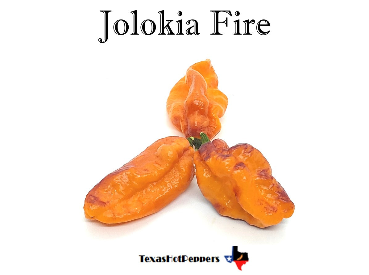 Jolokia Fire – Texas Hot Peppers