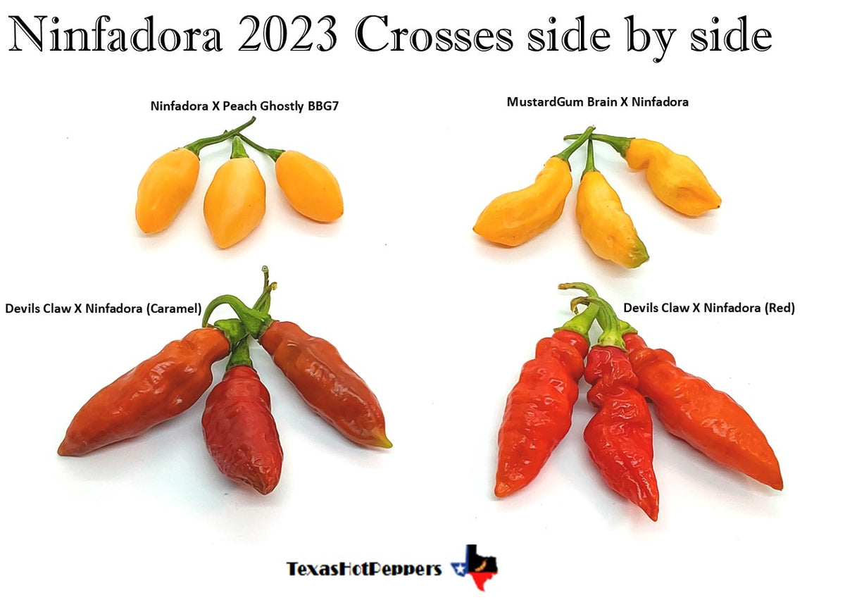 Devils Claw X Ninfadora (Caramel) – Texas Hot Peppers