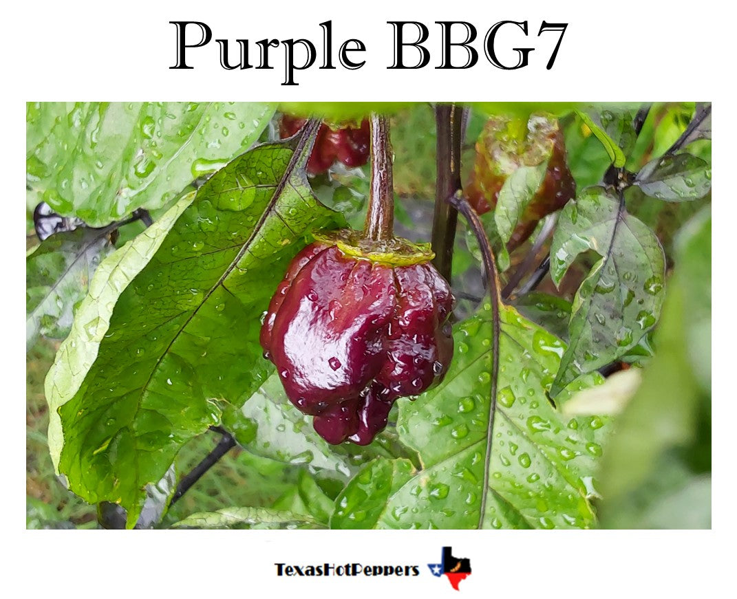 Purple BBG7 – Texas Hot Peppers
