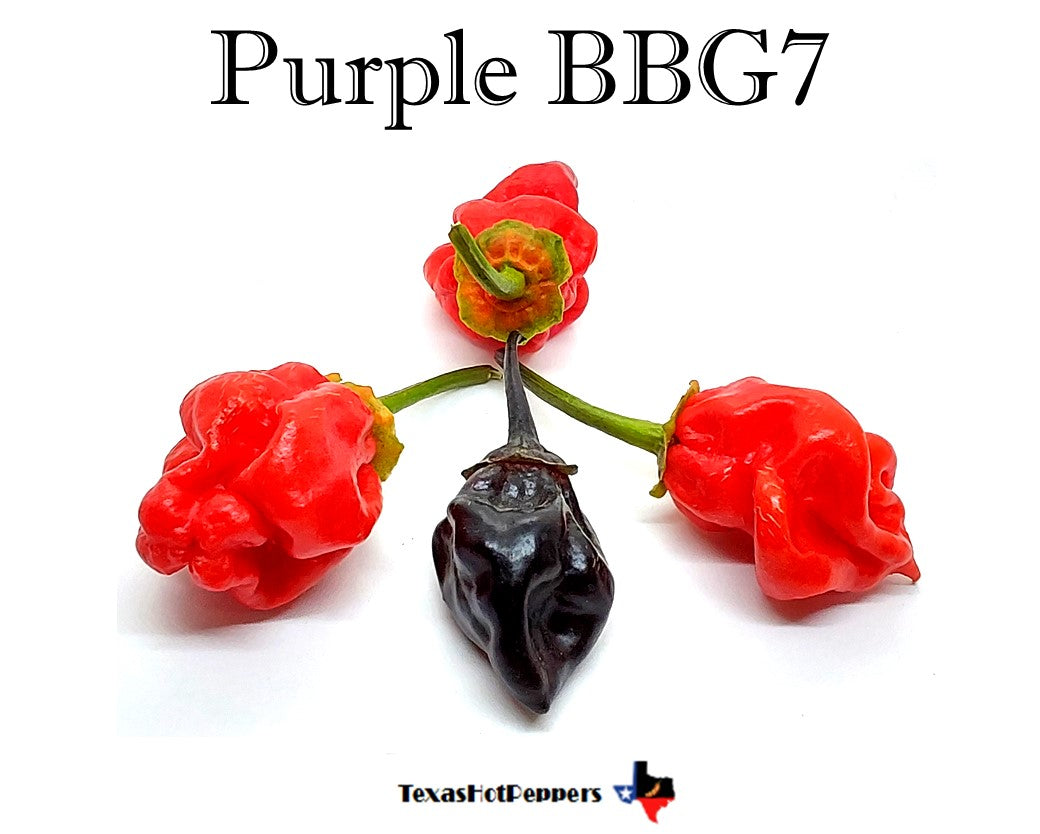 Purple BBG7 – Texas Hot Peppers