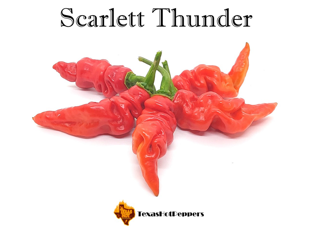 Scarlet Thunder – Texas Hot Peppers