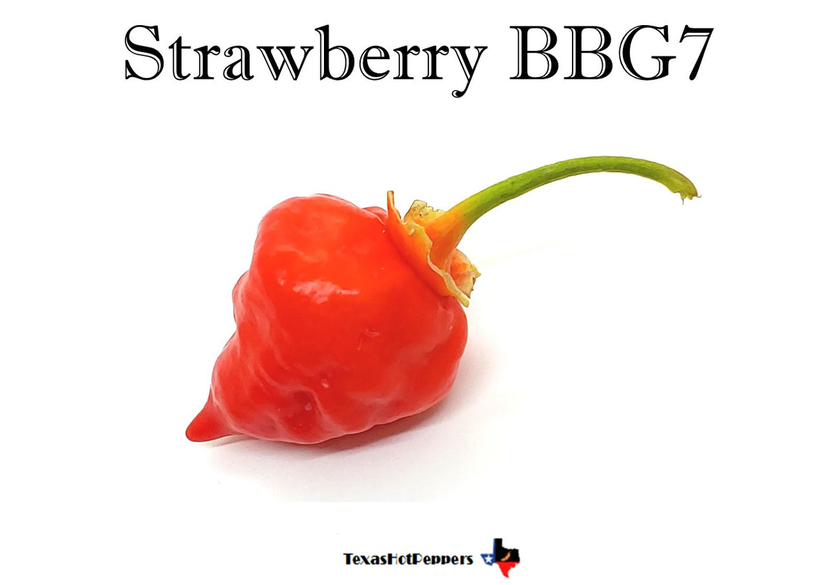 Strawberry BBG7 – Texas Hot Peppers