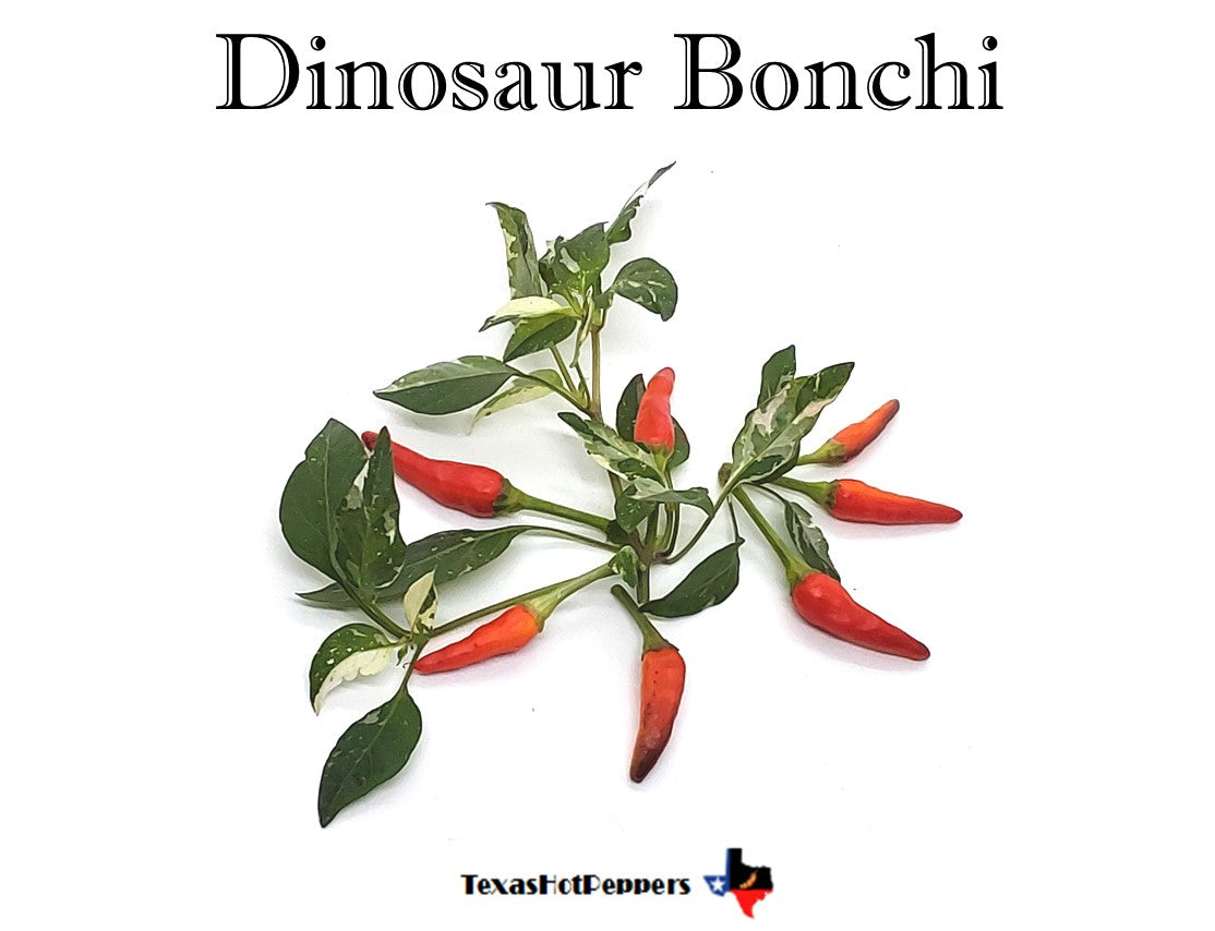 Dinosaur Bonchi – Texas Hot Peppers