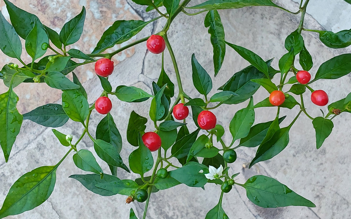Texas Tepin – Texas Hot Peppers