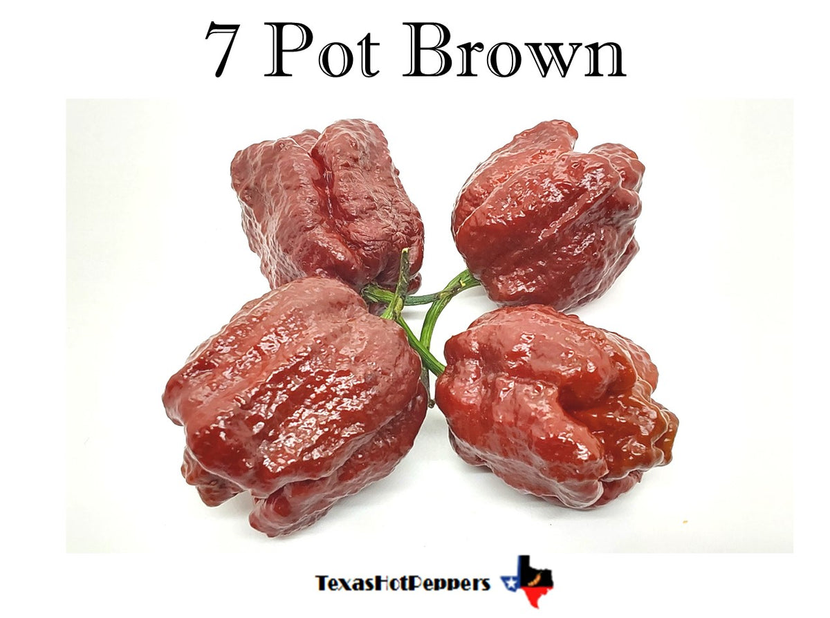 7 Pot Brown – Texas Hot Peppers