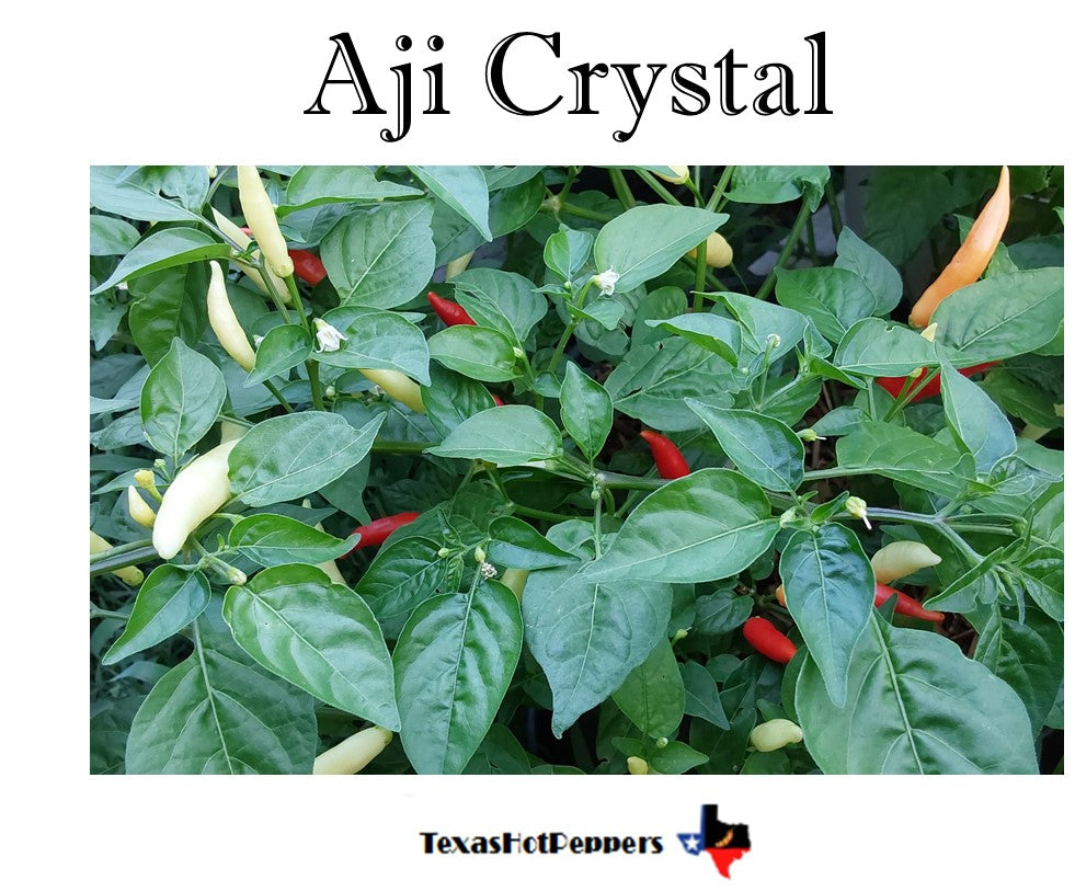 Aji Crystal – Texas Hot Peppers