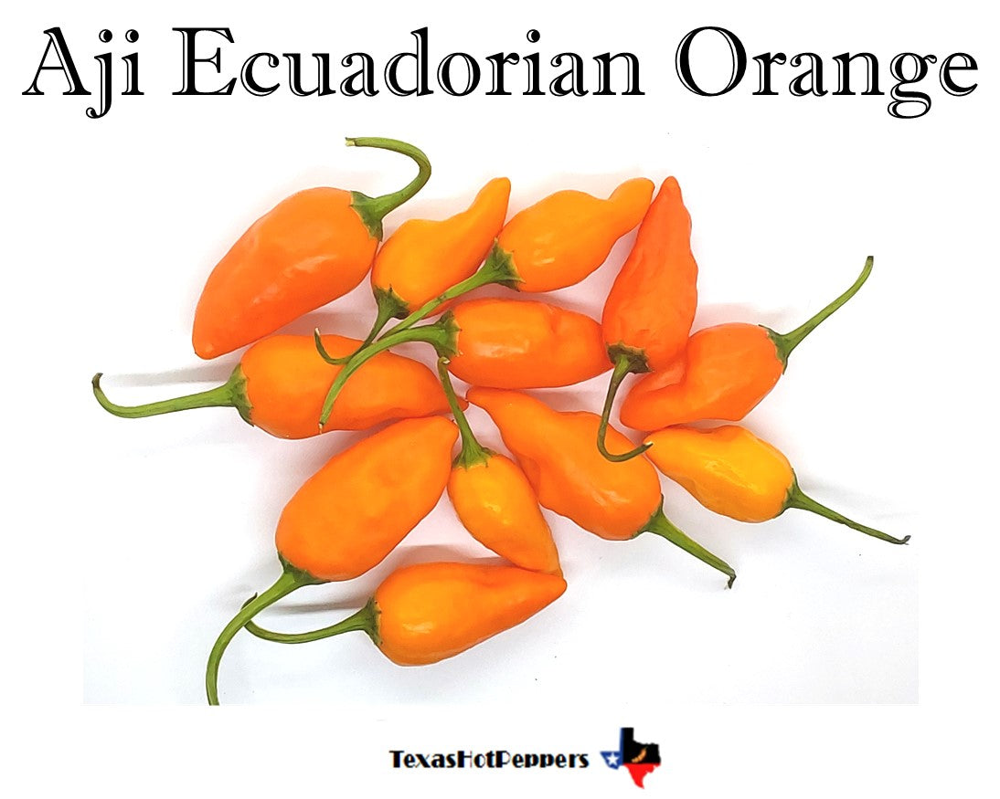 Aji Ecuadorian Orange – Texas Hot Peppers