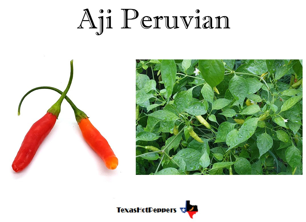 Aji Peruvian Seeds – Texas Hot Peppers