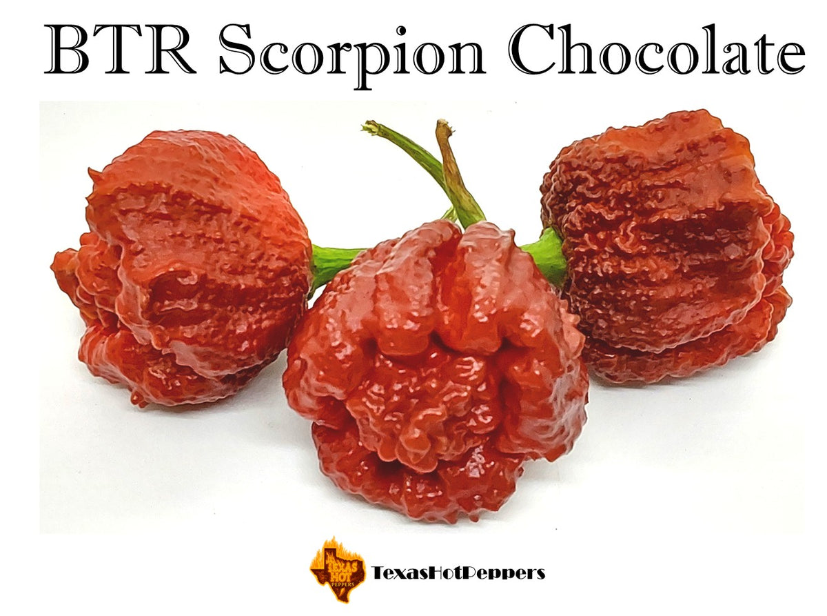 BTR Scorpion Chocolate – Texas Hot Peppers