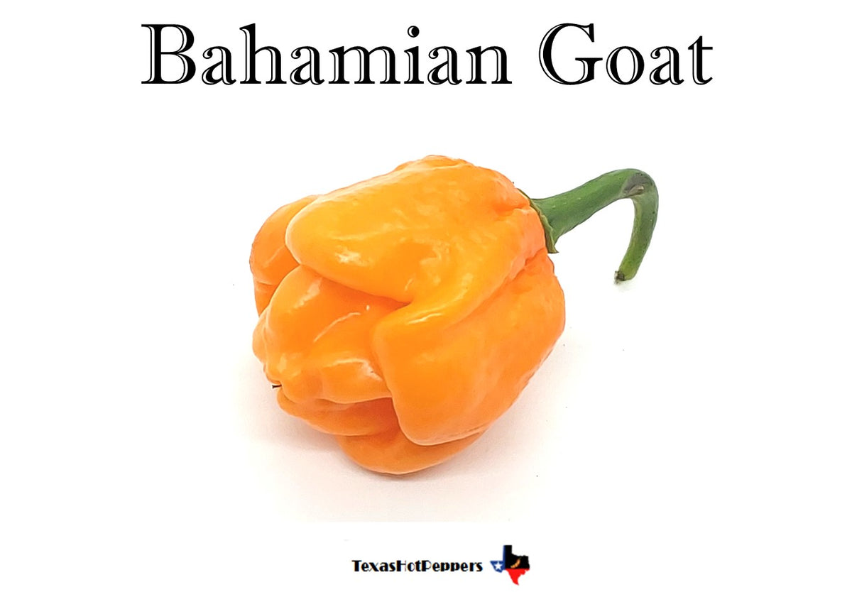 Bahamian Goat – Texas Hot Peppers