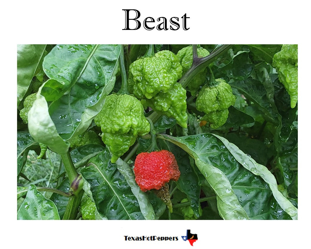 Beast – Texas Hot Peppers