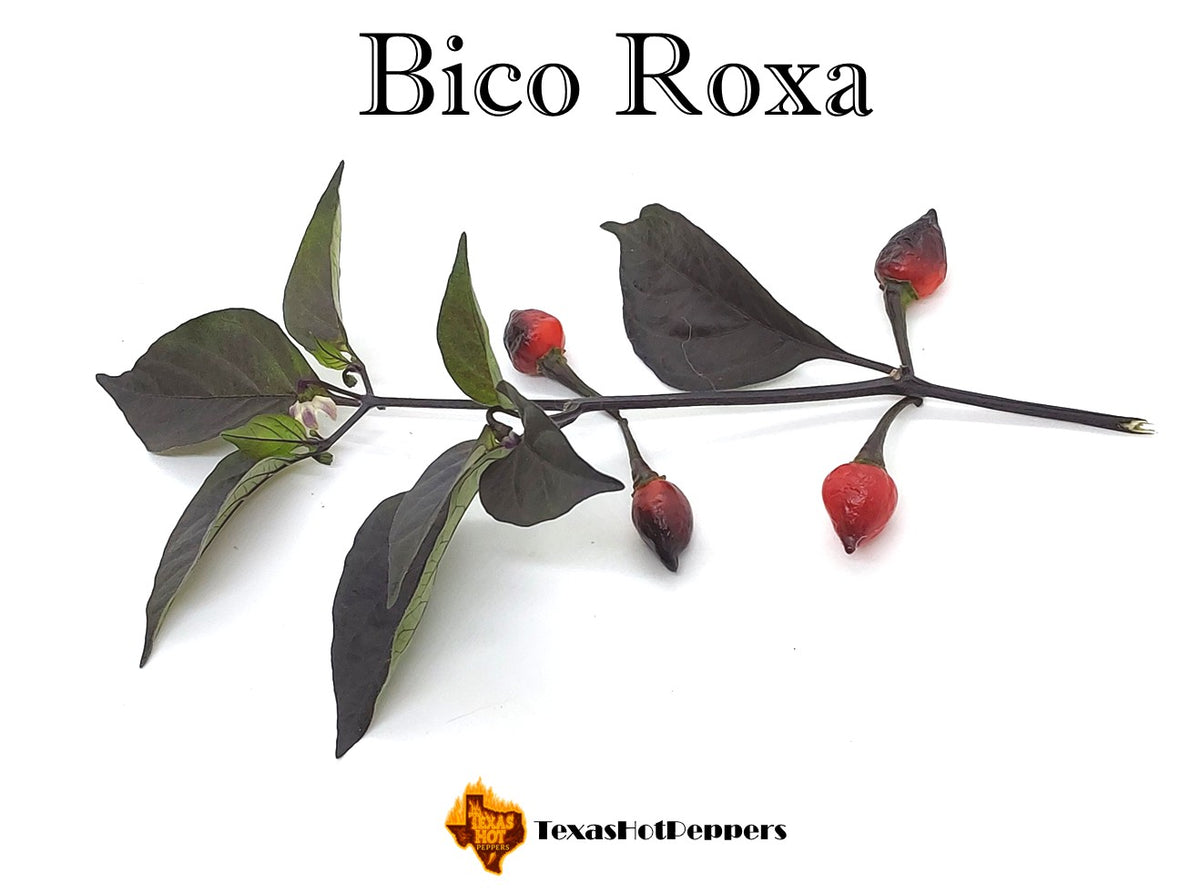 Bico Roxa – Texas Hot Peppers
