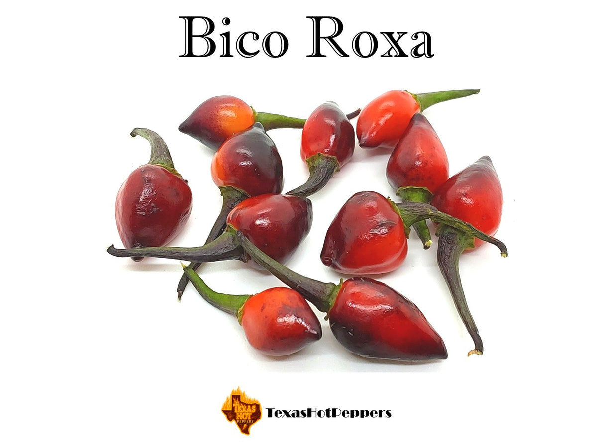 Bico Roxa – Texas Hot Peppers