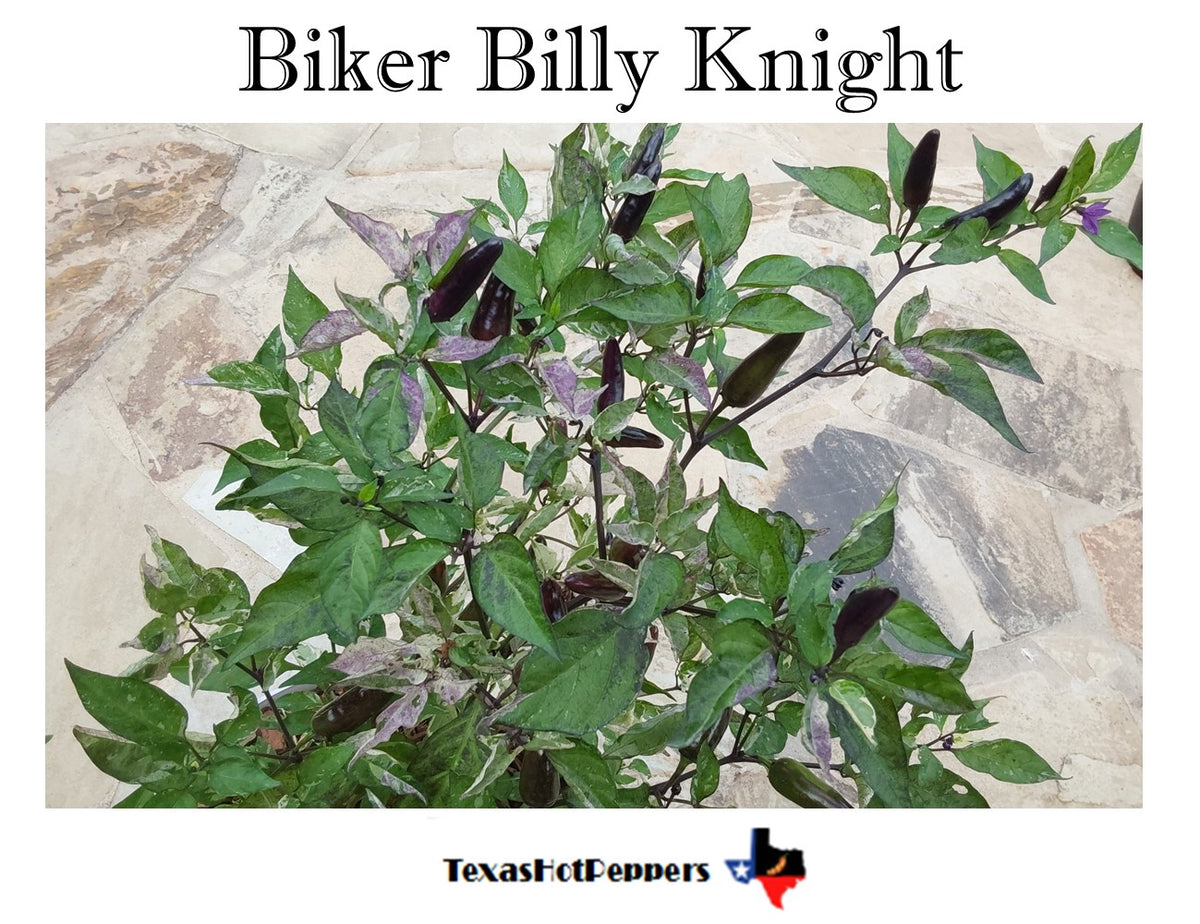 Biker Billy Knight – Texas Hot Peppers