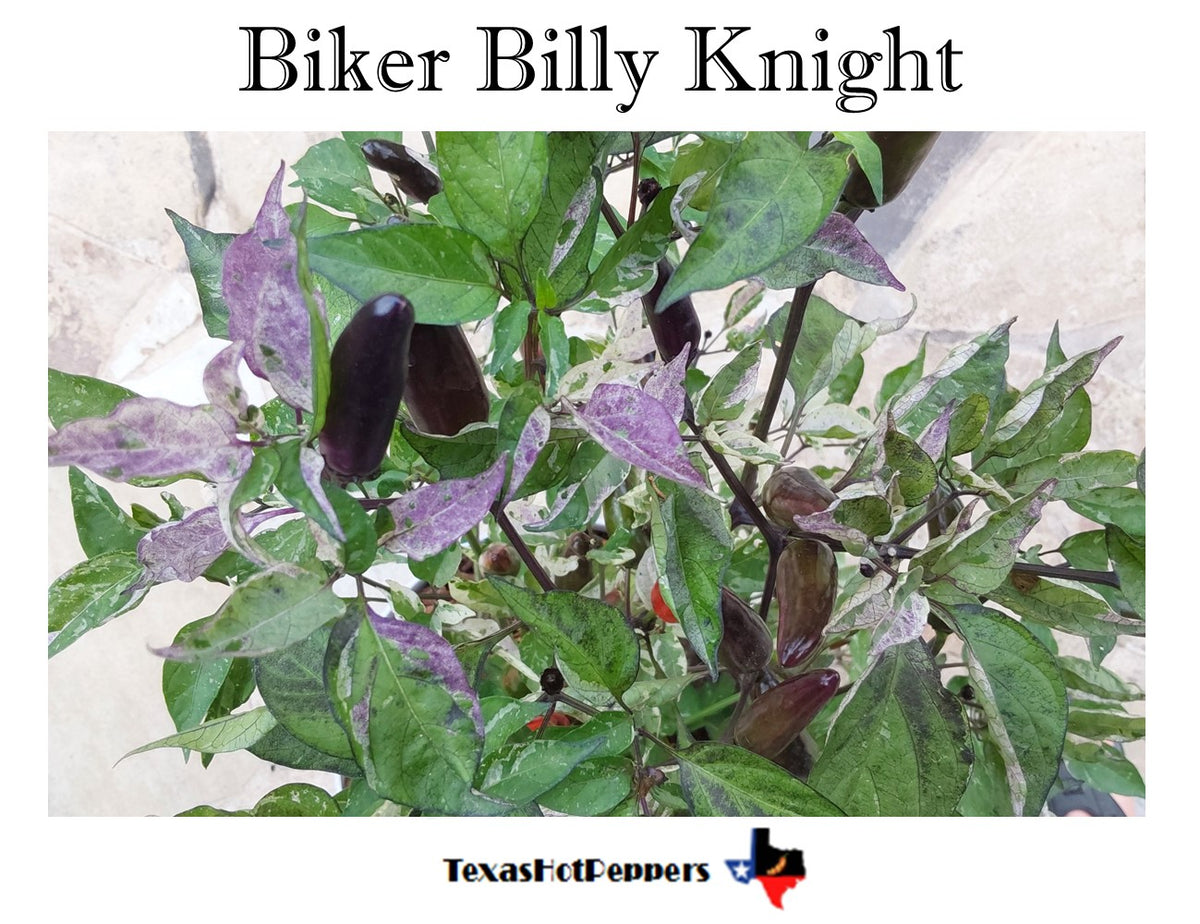 Biker Billy Knight – Texas Hot Peppers