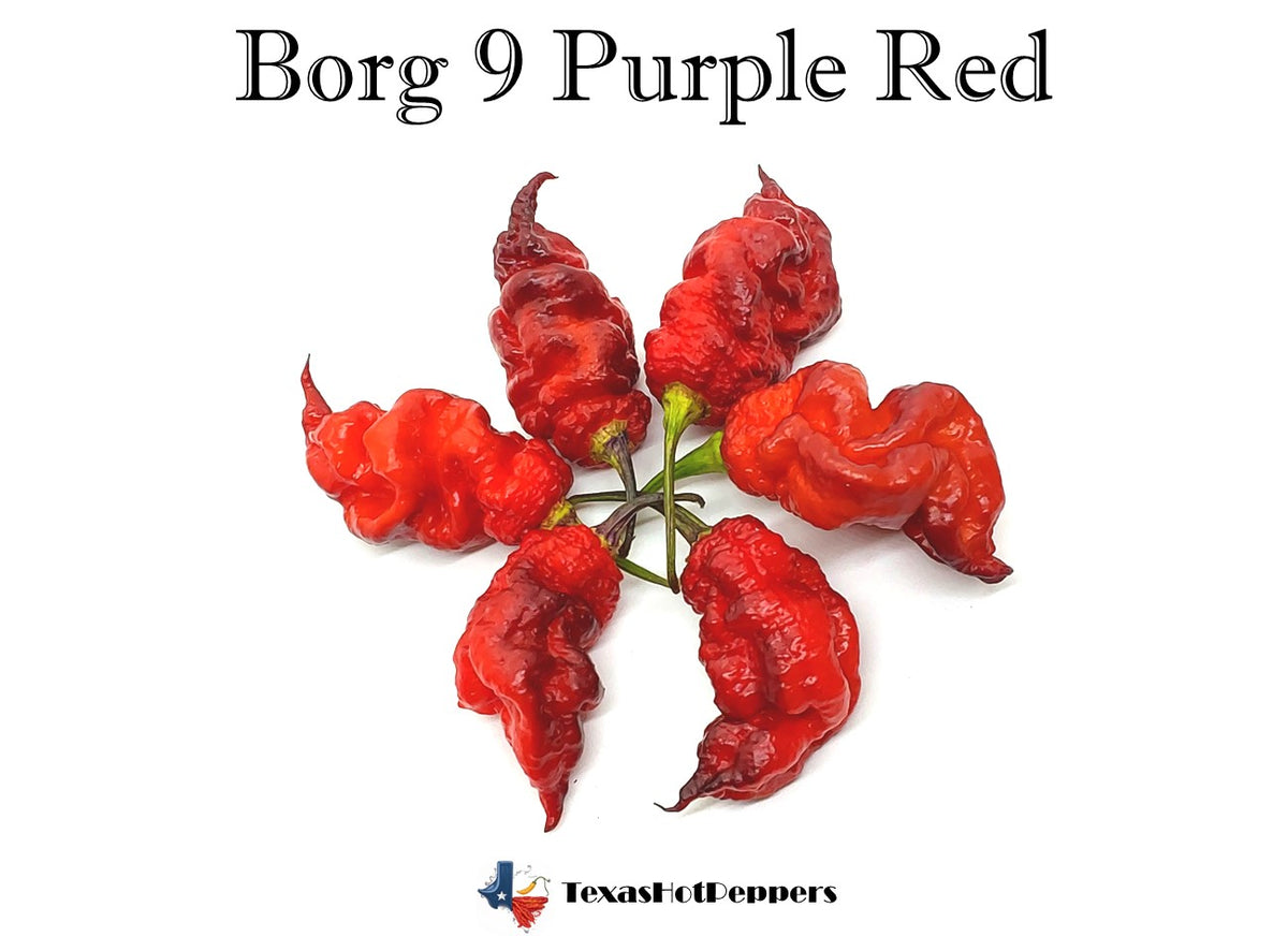 Borg 9 Purple Red – Texas Hot Peppers