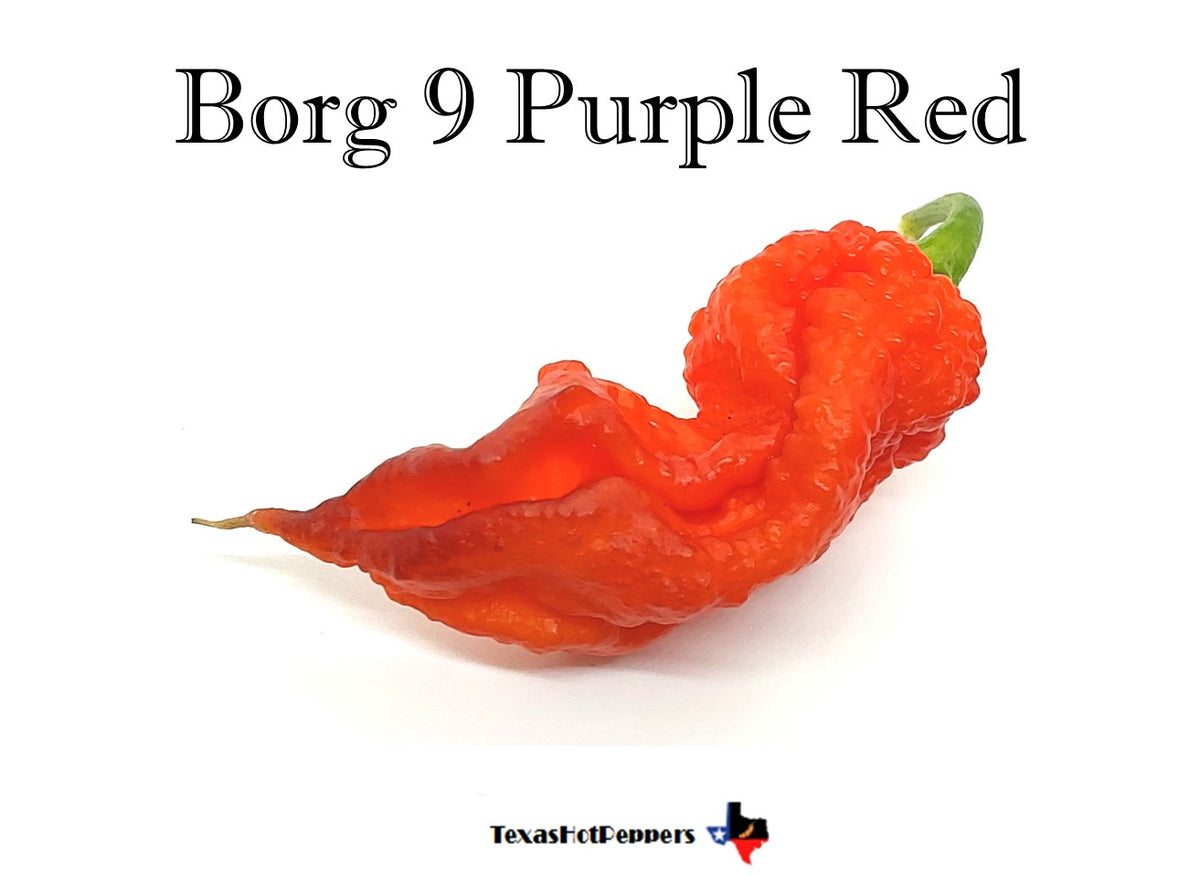 Borg 9 Purple Red – Texas Hot Peppers