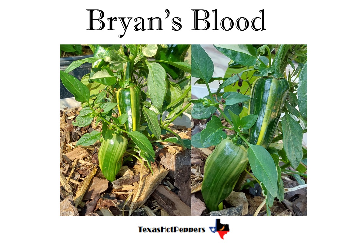 Bryan's Blood – Texas Hot Peppers