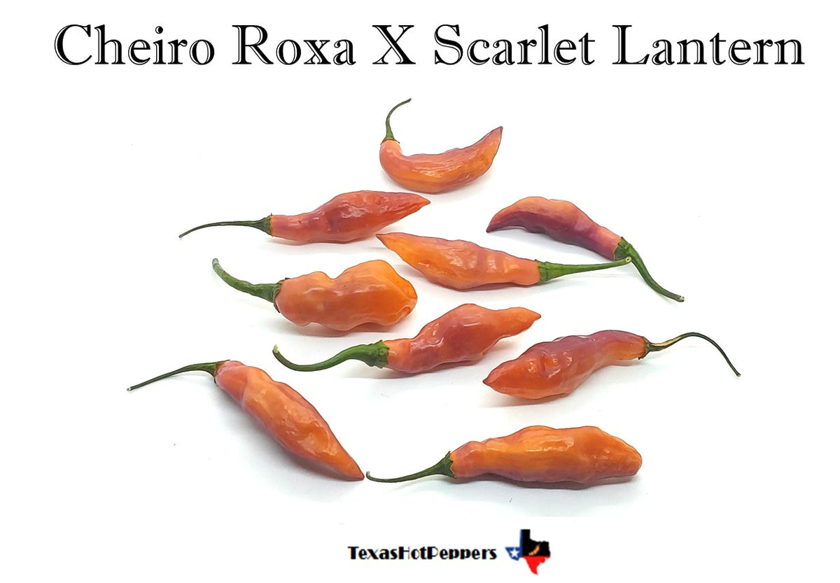 Cheiro Roxa X Scarlet Lantern – Texas Hot Peppers