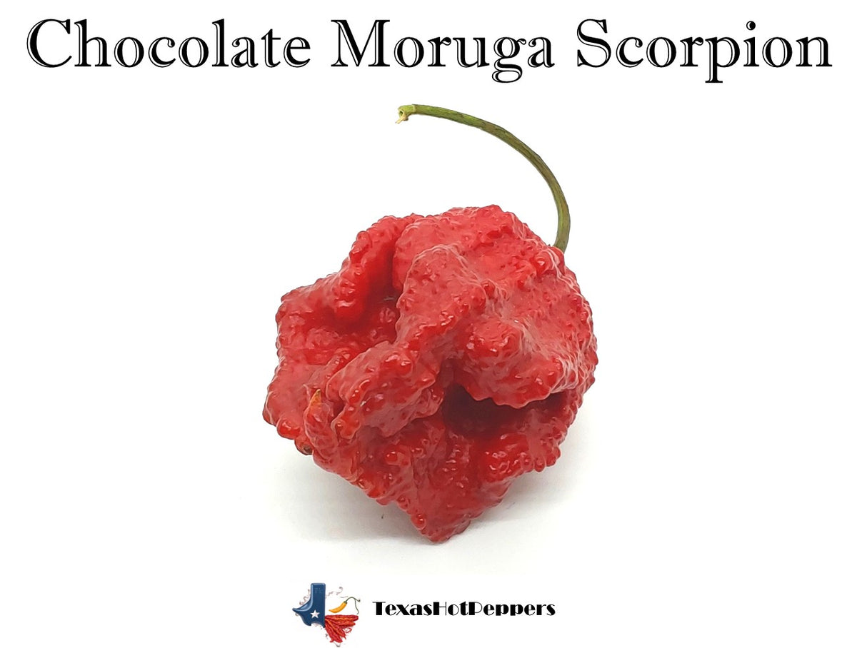 Chocolate Moruga Scorpion – Texas Hot Peppers