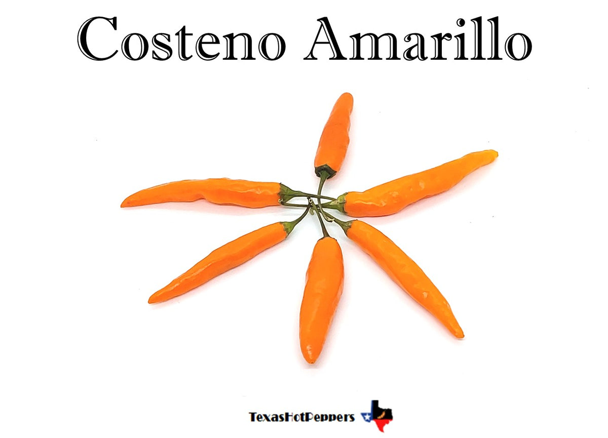Costeno Amarillo – Texas Hot Peppers