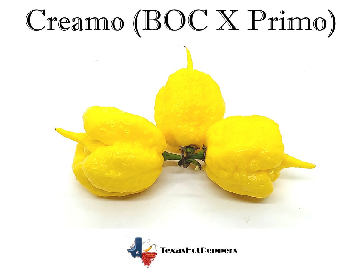 Creamo (BOC X Primo) – Texas Hot Peppers