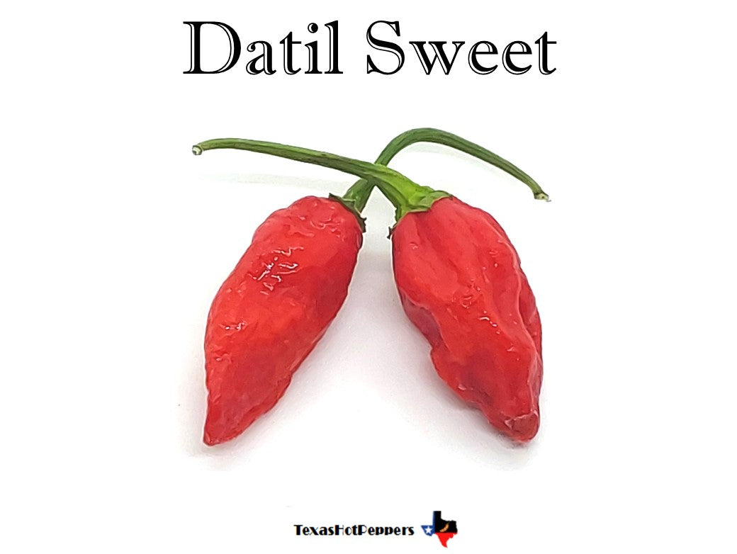 Datil Sweet – Texas Hot Peppers