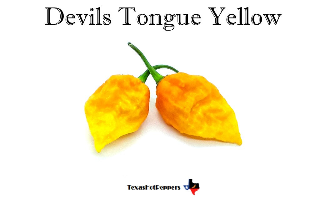 Devils Tongue Yellow – Texas Hot Peppers