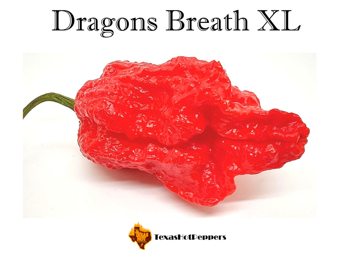 Dragons Breath XL – Texas Hot Peppers
