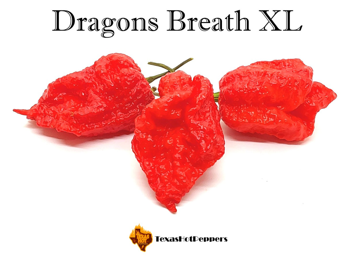 Dragons Breath XL – Texas Hot Peppers