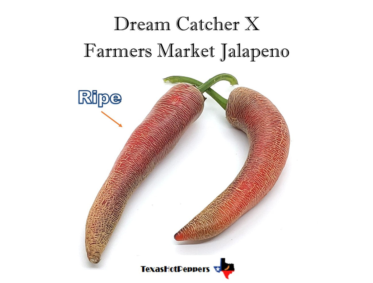 Dream Catcher X Farmers Market Jalapeno – Texas Hot Peppers