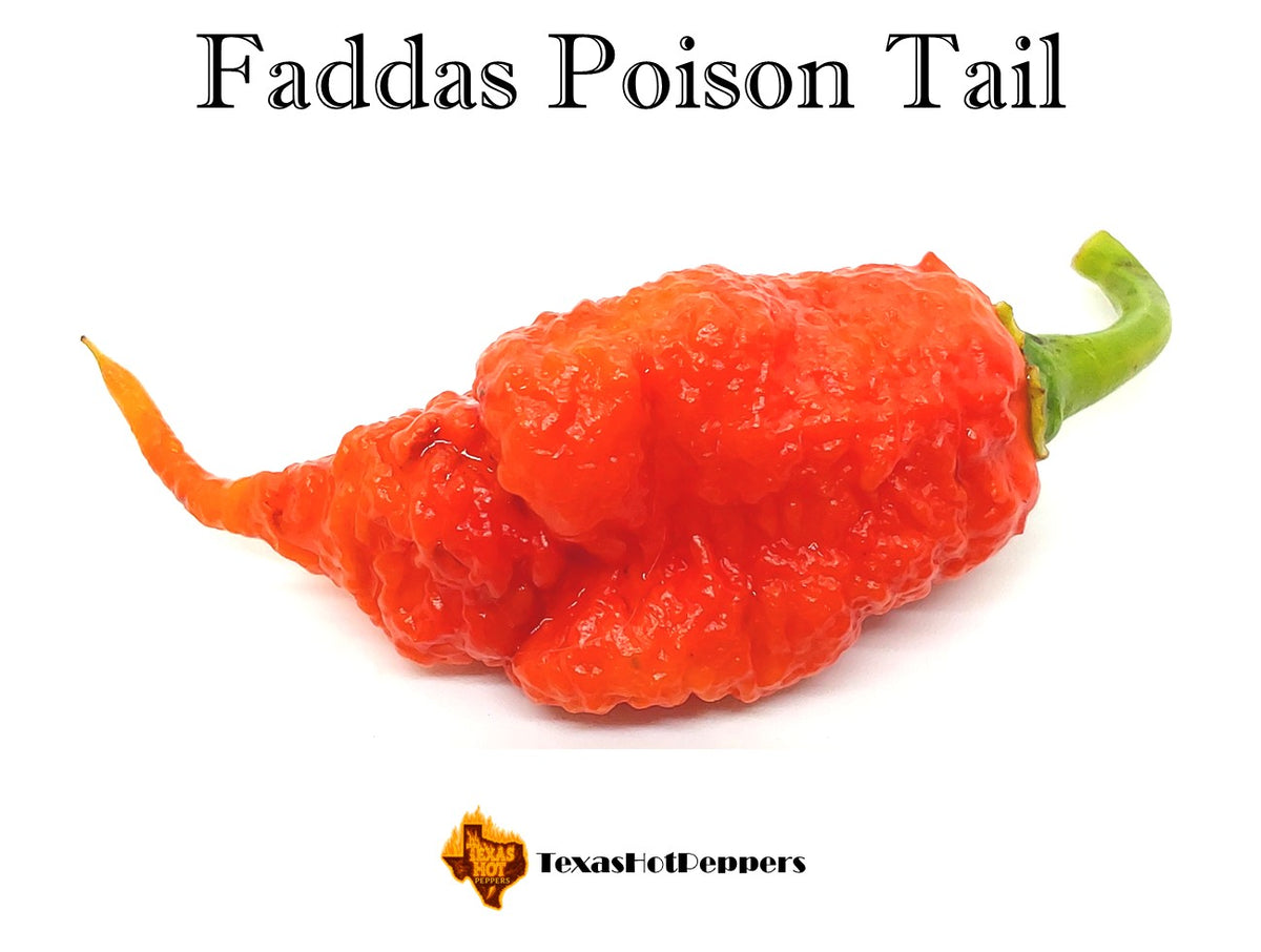 Faddas Poison Tail – Texas Hot Peppers