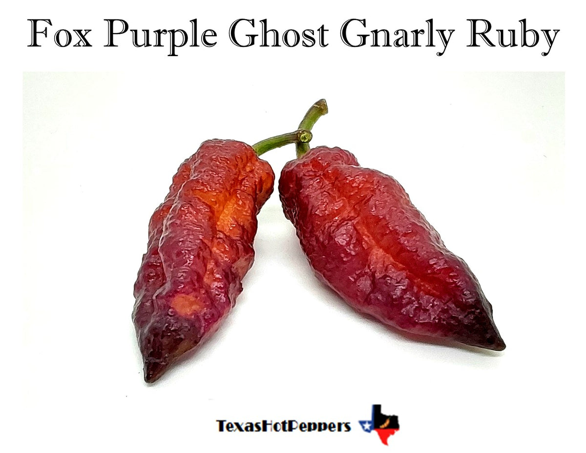 Fox Purple Ghost Gnarly Ruby – Texas Hot Peppers