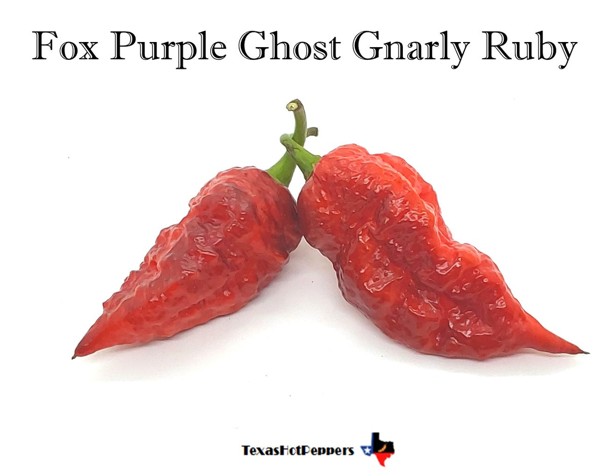 Fox Purple Ghost Gnarly Ruby – Texas Hot Peppers