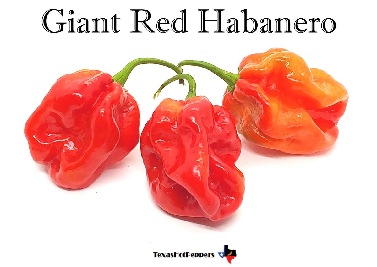 Giant Red Habanero – Texas Hot Peppers