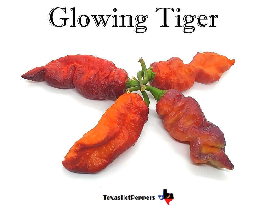 Glowing Tiger – Texas Hot Peppers