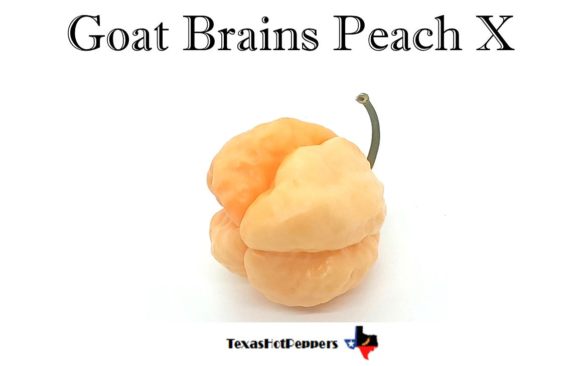 Goat Brains Peach X – Texas Hot Peppers