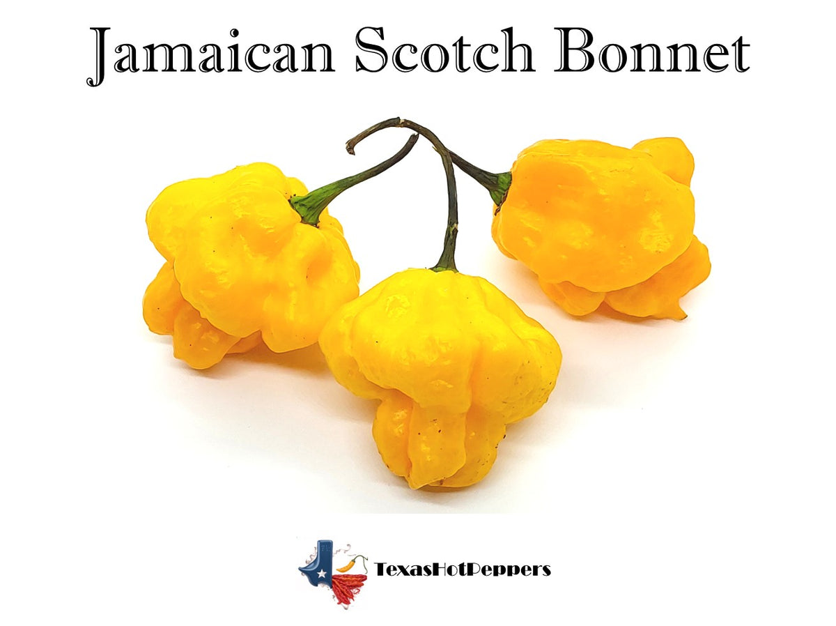 Jamaican Scotch Bonnet – Texas Hot Peppers