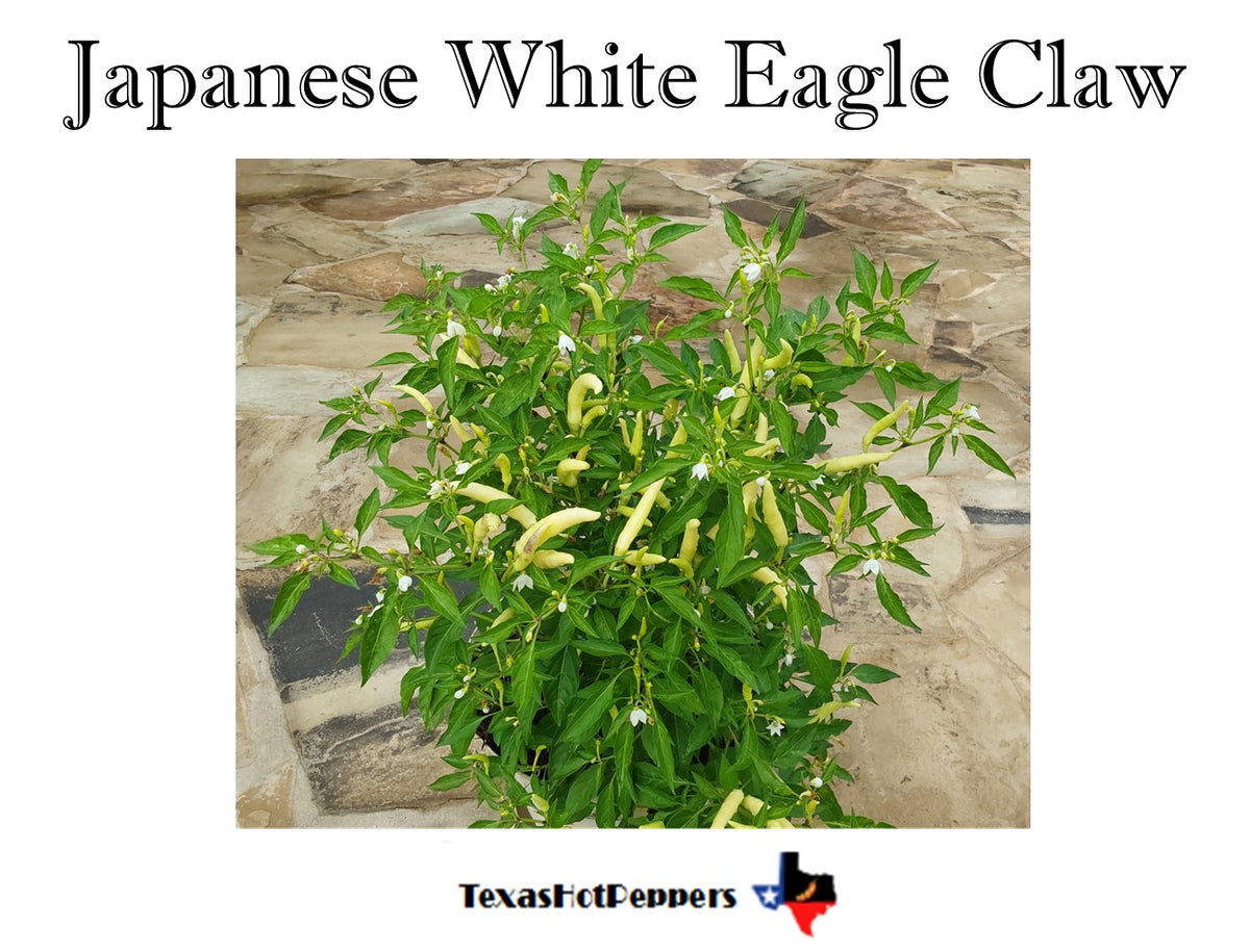 Japanese White Eagle Claw – Texas Hot Peppers