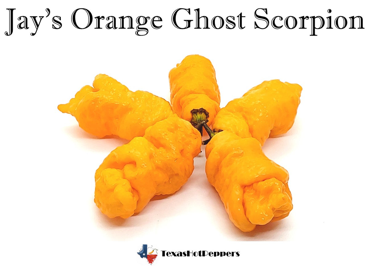 Jay's Orange Ghost Scorpion – Texas Hot Peppers