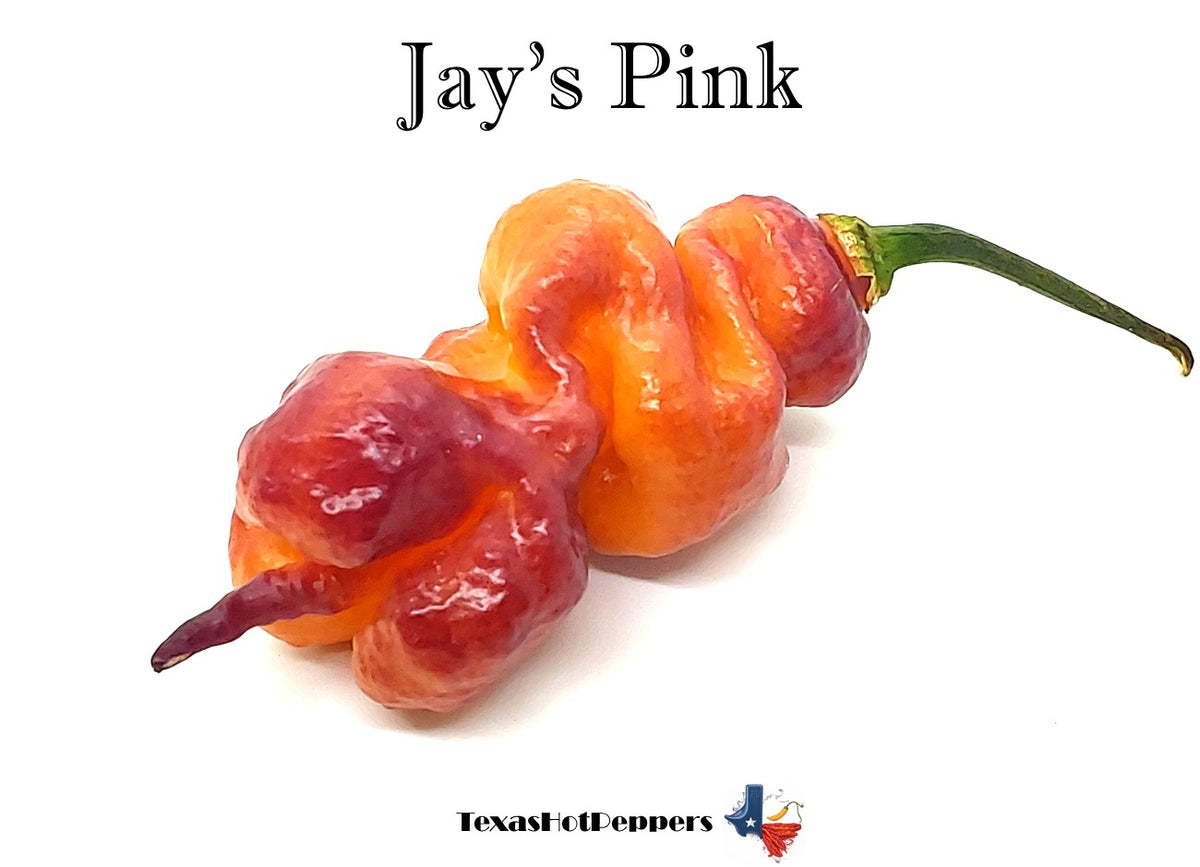 Jay's Pink – Texas Hot Peppers