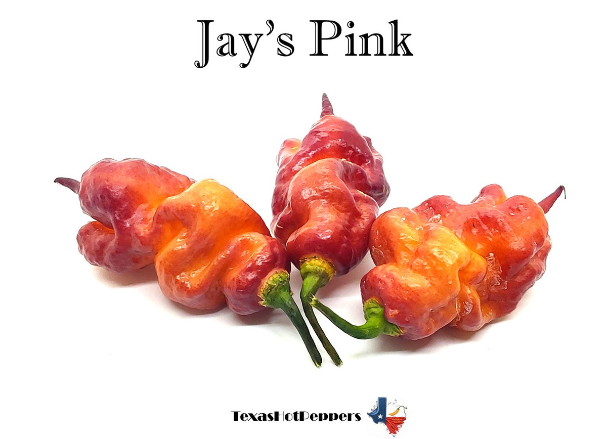 Jay's Pink – Texas Hot Peppers