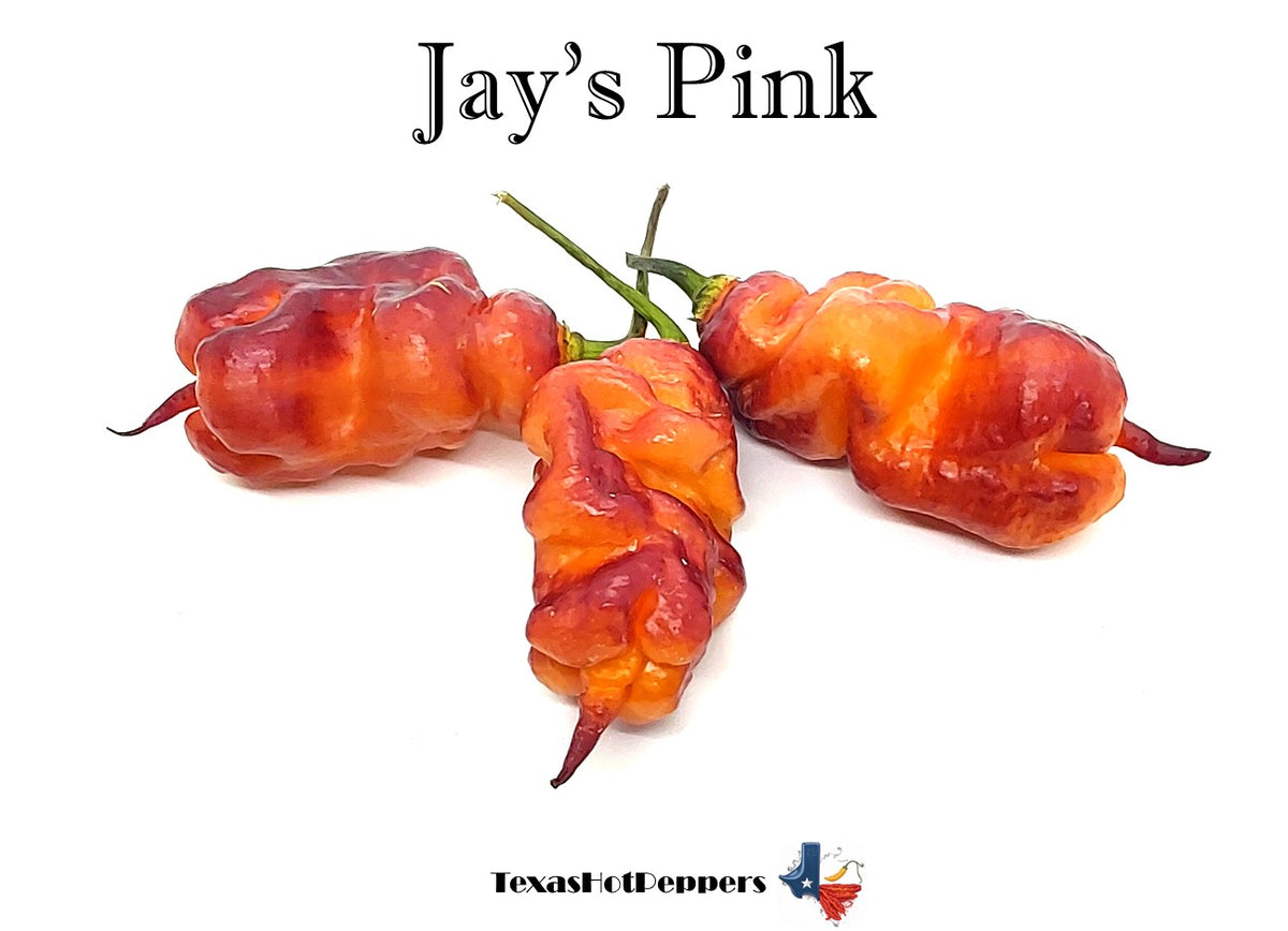 Jay's Pink – Texas Hot Peppers