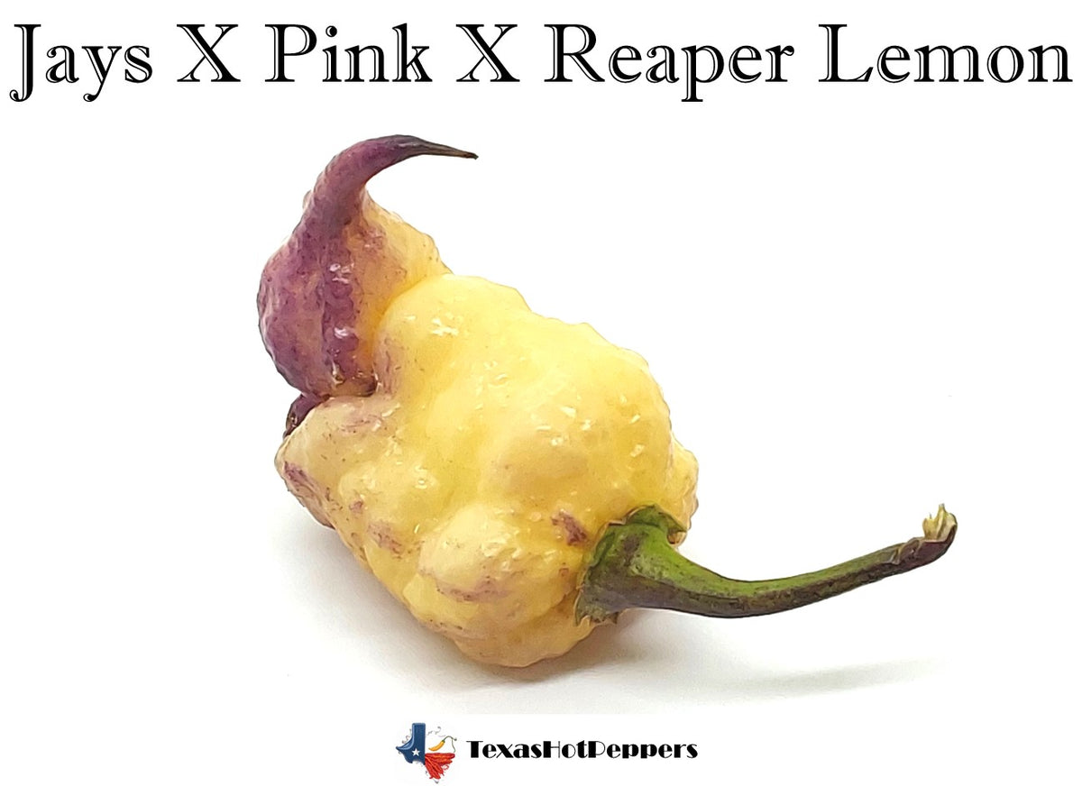 Jays X Pink X Reaper Lemon – Texas Hot Peppers