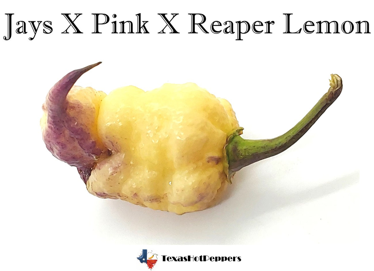 Jays X Pink X Reaper Lemon – Texas Hot Peppers