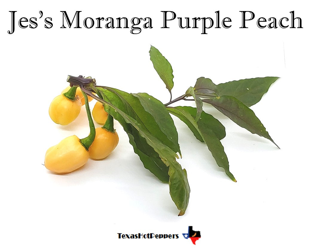 Jes's Moranga Purple Peach – Texas Hot Peppers