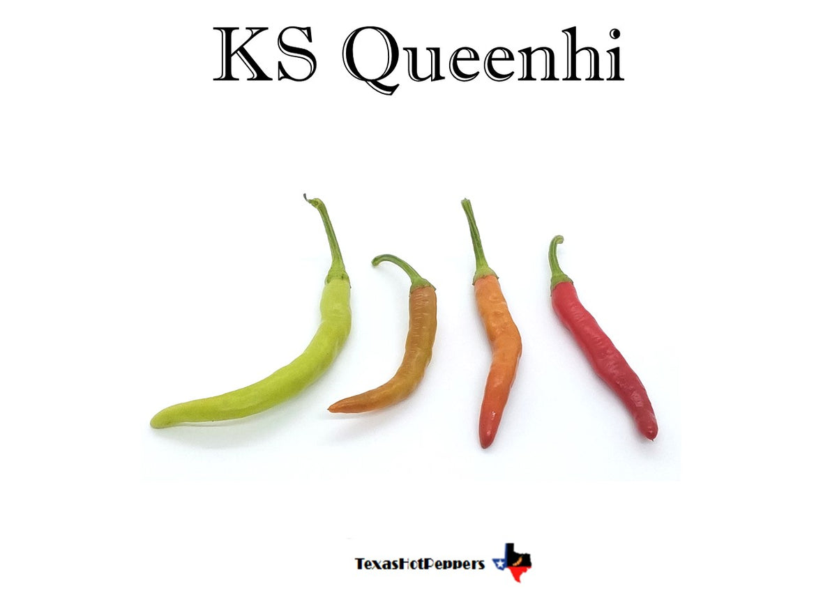 KS Queenhi – Texas Hot Peppers