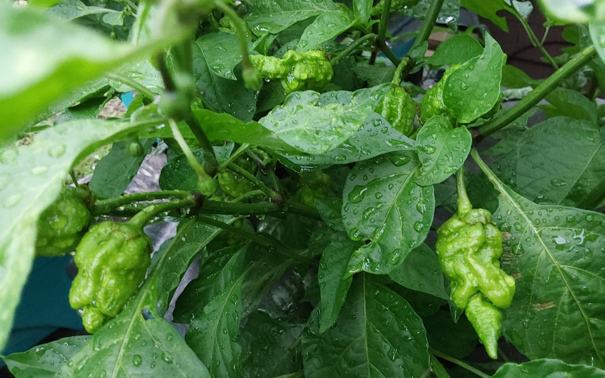 Lucifer's Chocolate Bleeding – Texas Hot Peppers
