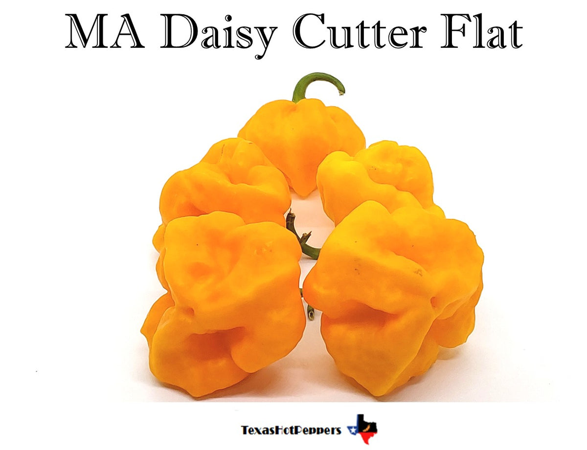 MA Daisy Cutter Flat – Texas Hot Peppers